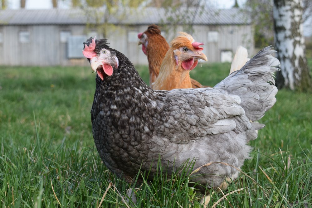 Slepičky Green Shell - zelená skořápka