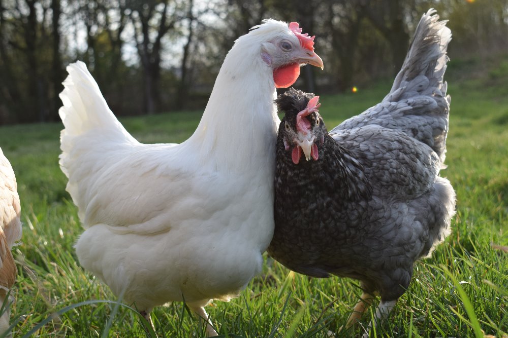 Slepičky Green Shell - zelená skořápka